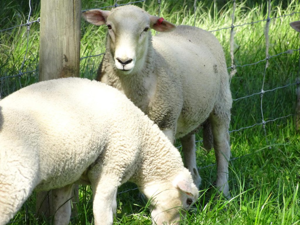 About Wiltshire Sheep - Waimea Wiltshires - Breeders of polled self ...
