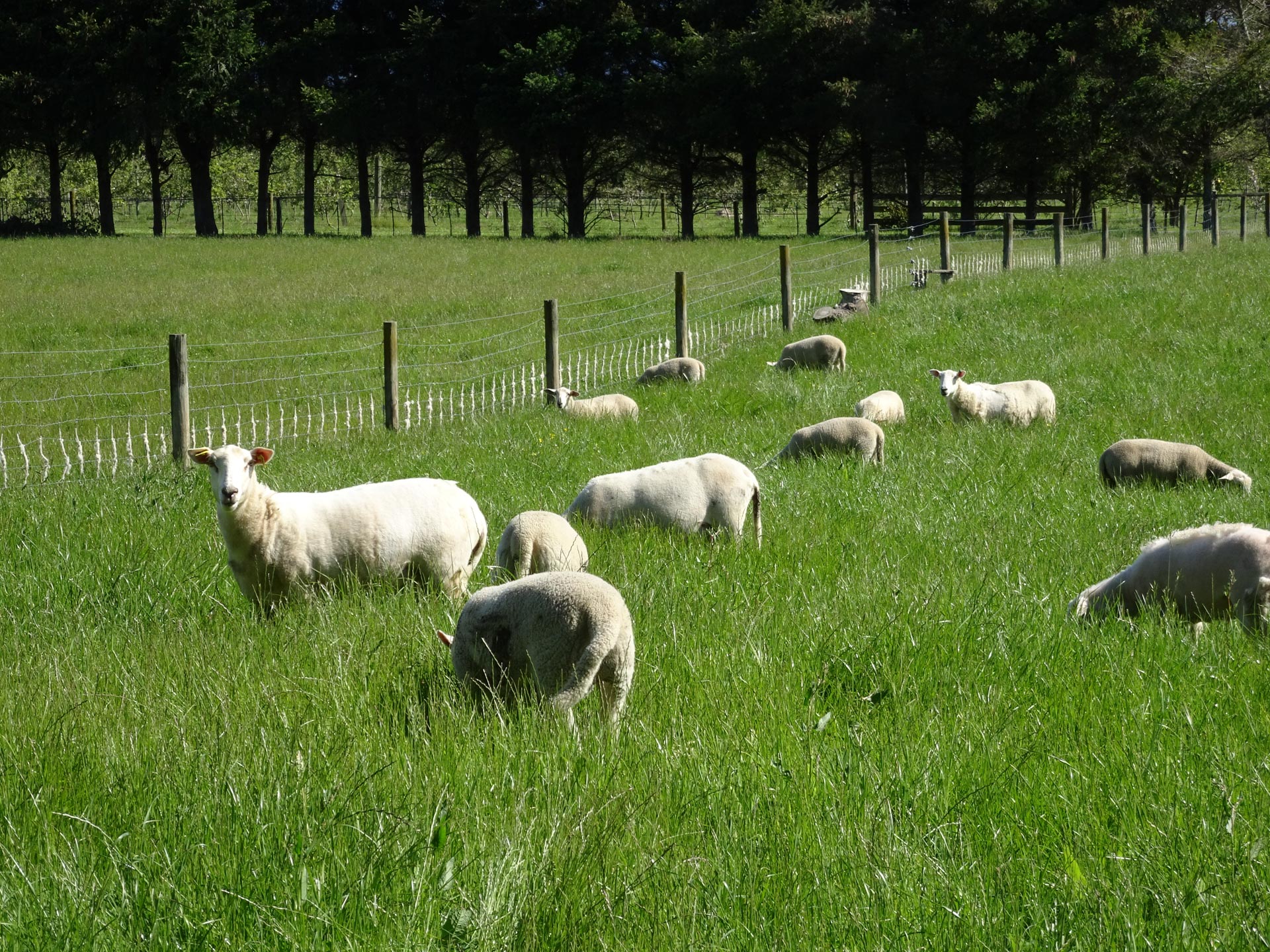 Waimea Wiltshires - Breeders of polled self-shedding Wiltshire Sheep ...