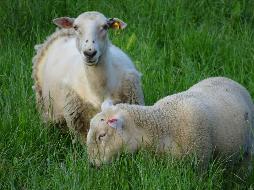 About Wiltshire Sheep - Waimea Wiltshires - Breeders of polled self ...